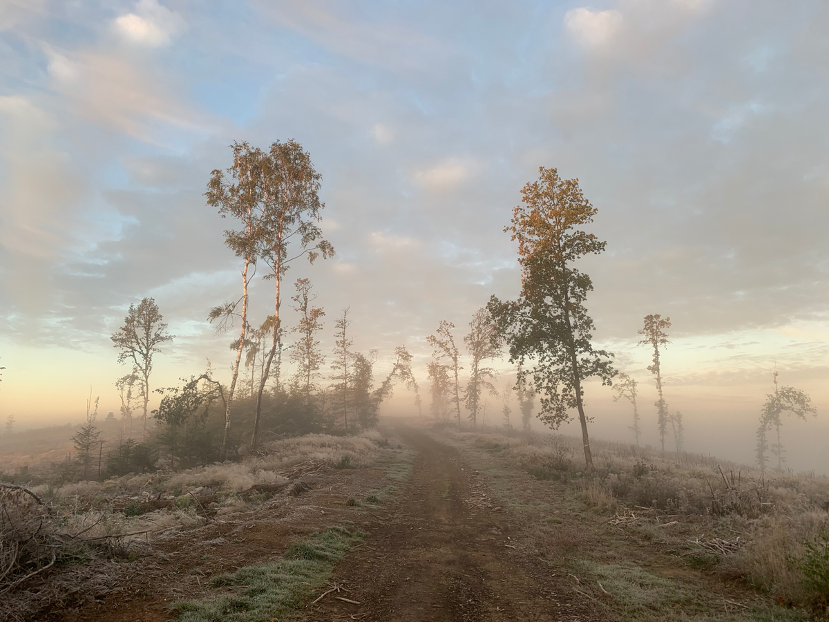 Detlef Scheppe: Achtsame Selbstwahrnehmung natürlicher Kräfte
